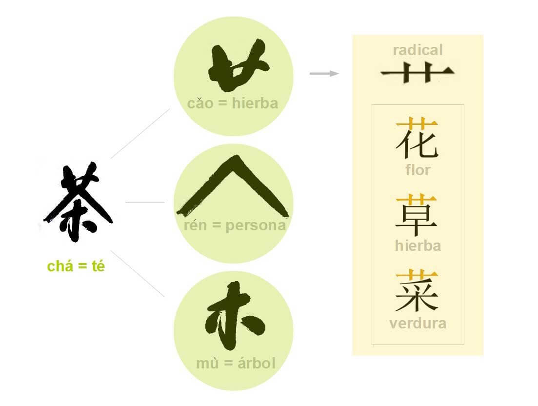 té y cha, Origen de la palabra té - Etimologia de "té"